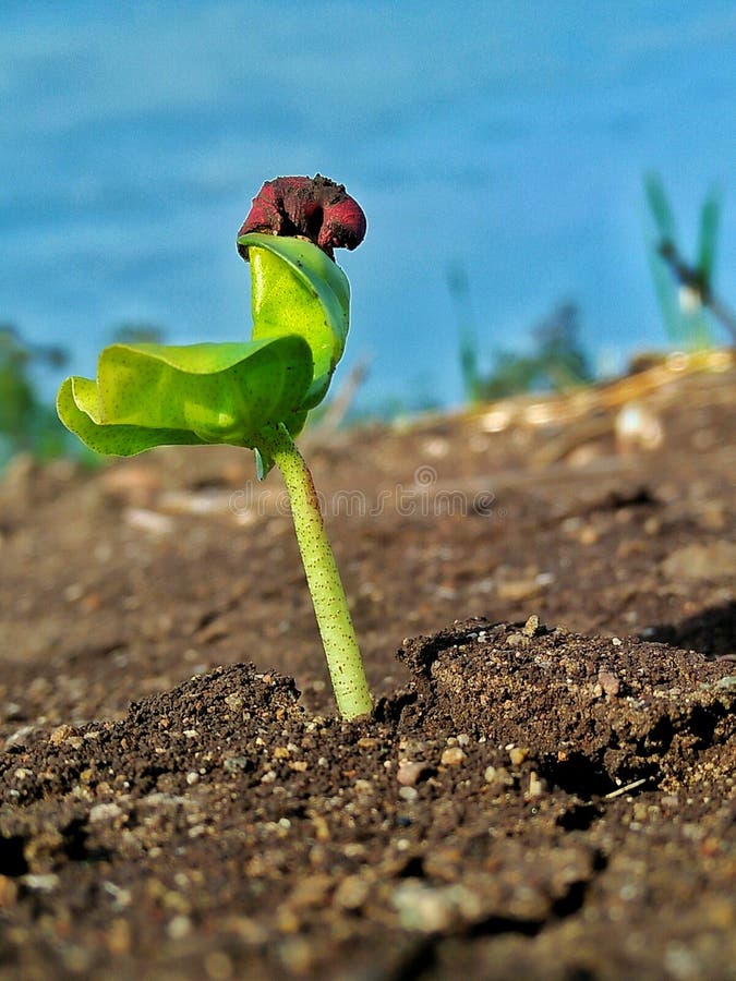 Four Sprouting Stock Photos - Free & Royalty-Free Stock Photos from ...