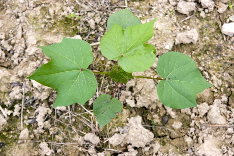 Cotton seedling stock photo. Image of outdoors, close - 14803012