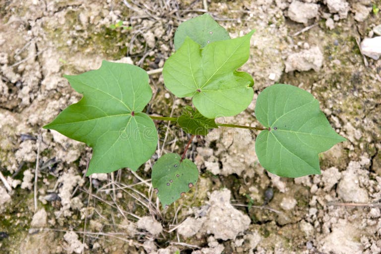 Cotton seedling stock photo. Image of outdoors, close - 14803012