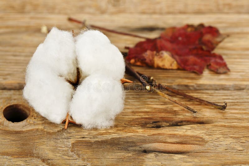 Cotton stock photo. Image of natural, nature, fluffy - 45660536