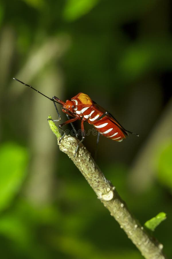 Cotton Stainer on Branches is Considered an Important Insect Stock ...
