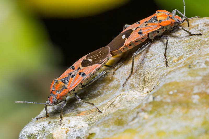 Cotton Stainer Bug stock image. Image of colourful, dysdercus - 26587841