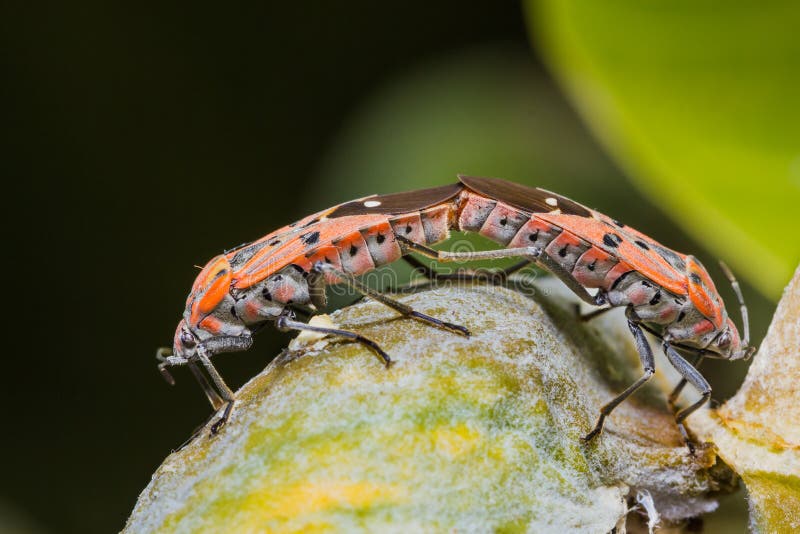 Cotton Stainer Bug stock image. Image of dysdercus, hemiptera - 26587895