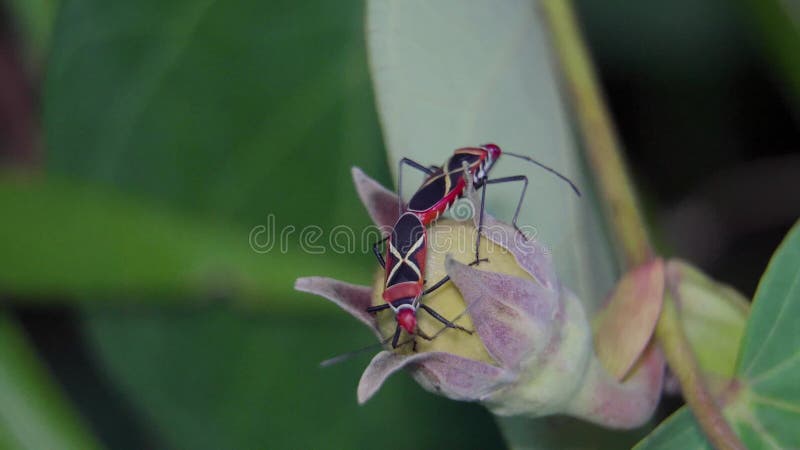 Red Bugs during Reproduction in a German Garden Stock Video - Video of ...