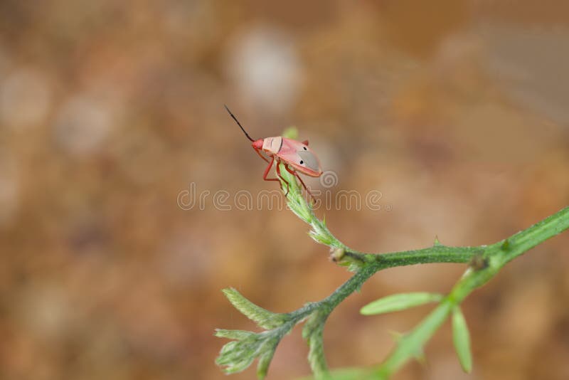 A Cotton Stainer Bug on a Green Leaf. Stock Image - Image of ...