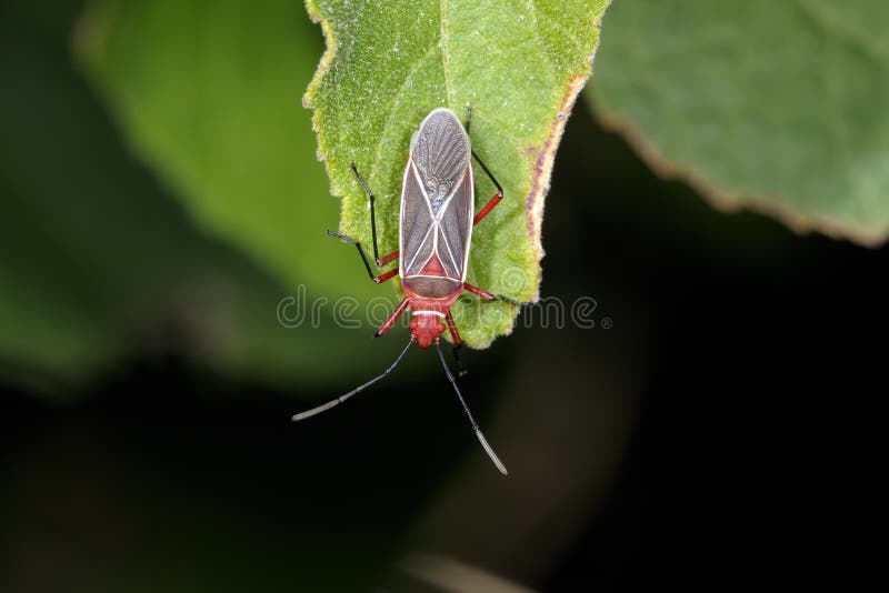 Cotton Stainer, Dysdercus Saturellus Stock Image - Image of fauna, cute ...