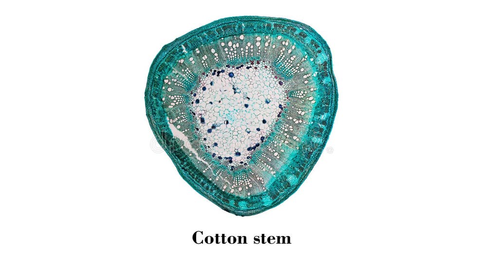 Cotton stem micrograph stock image. Image of slides, photomicrograph ...