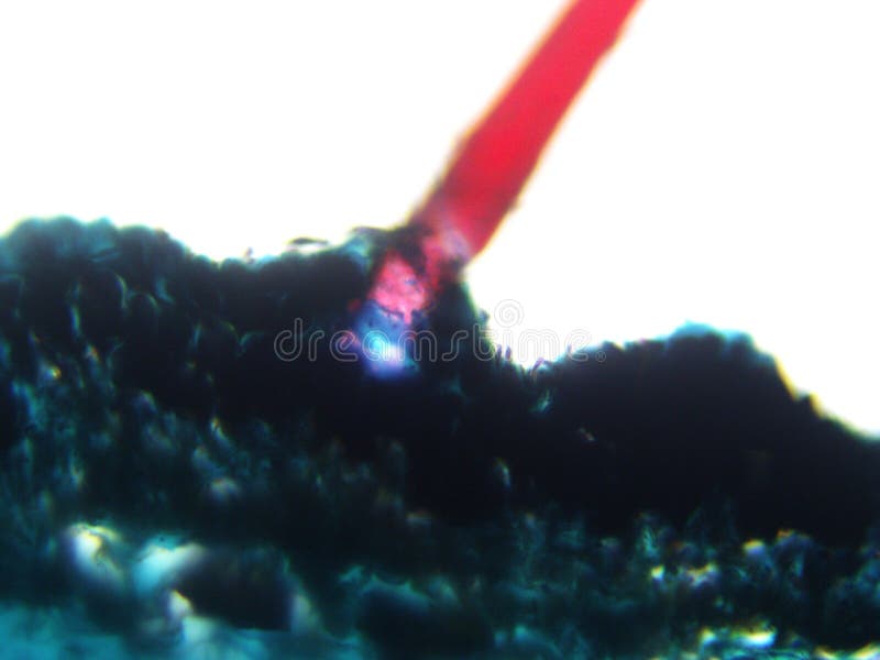 Cotton Stem Strand 40x Magnification Stained Stock Photo - Image of ...