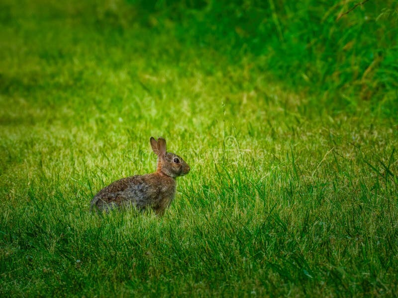 Cotton-tail Bunny Rabbit in the Grass in the Sunshine Stock Photo ...