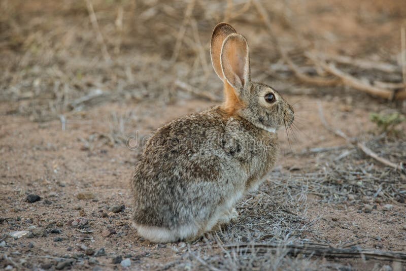 Cotton Tail Rabbit In Sage Brush Stock Image - Image of brush, mammals ...