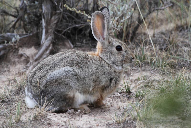 Cotton Tail Rabbit in Sage Brush Stock Image - Image of rabbit, mammals ...