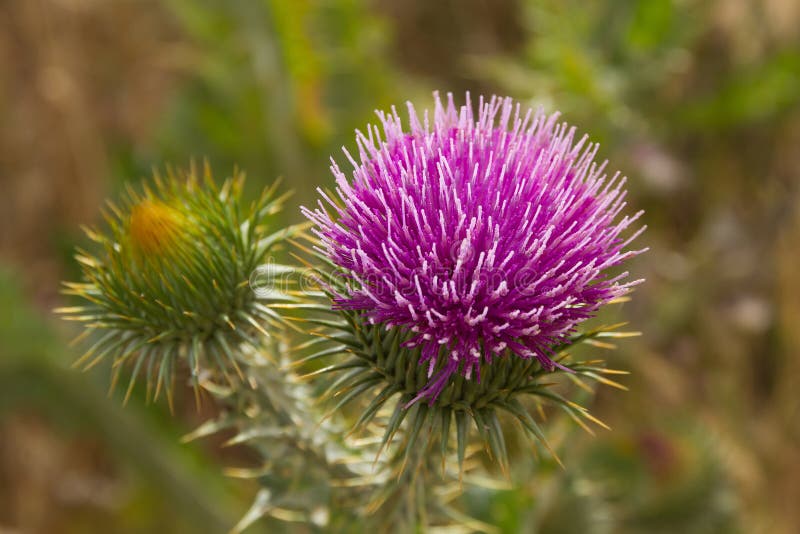 Cotton Thistle in Bloom stock photo. Image of green, thorns - 94136766
