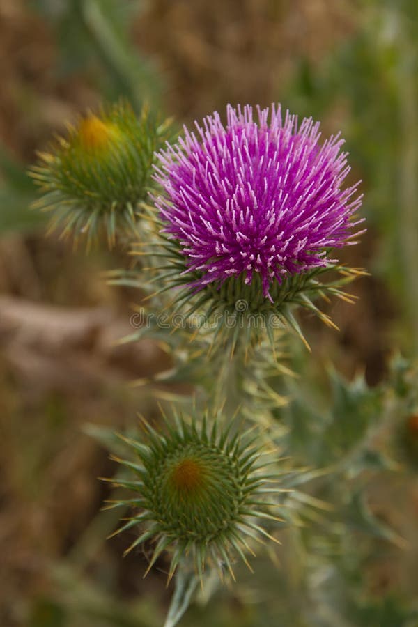Cotton Thistle Purple in Bloom Stock Photo - Image of acanthium, spring ...
