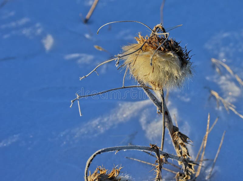 Cotton Thistle with Snow in Background Stock Photo - Image of thorns ...