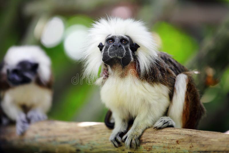 Cotton top monkey stock photo. Image of mammal, young - 24108130