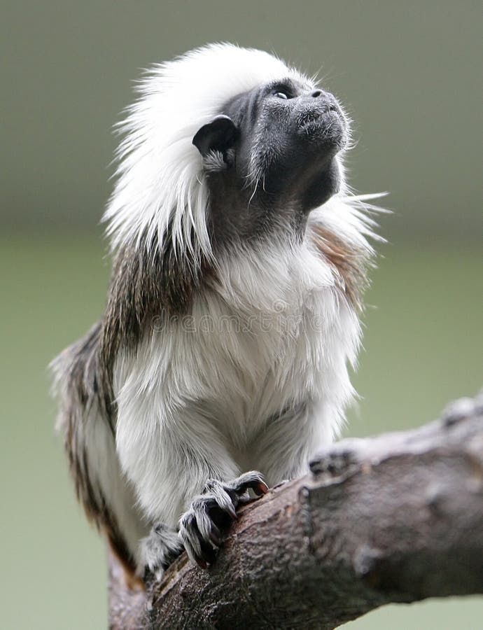 Cotton-top Tamarin 5 stock image. Image of jump, tropical - 2367943