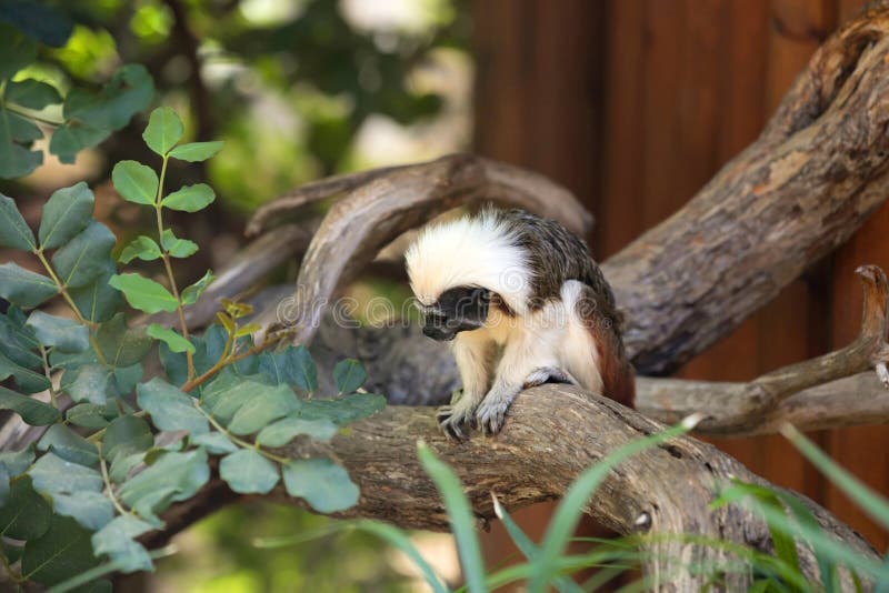 Cotton-top Tamarin Monkey stock photo. Image of america - 61271182