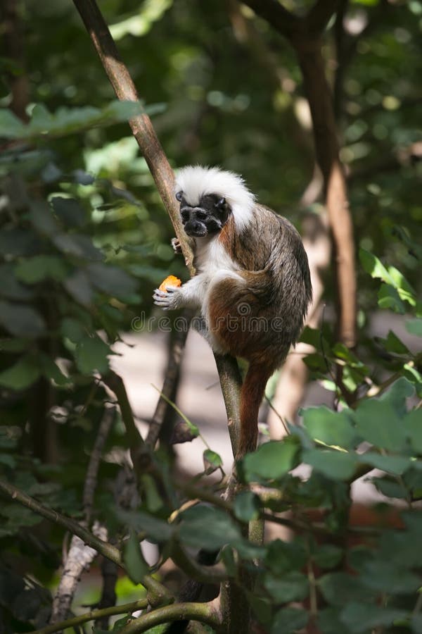 Cotton-top Tamarin Monkey stock photo. Image of cute - 61271678