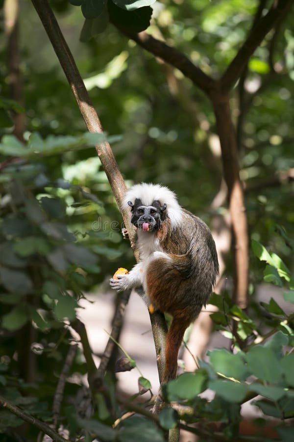 Cotton-top Tamarin Monkey stock image. Image of saguinus - 61272447