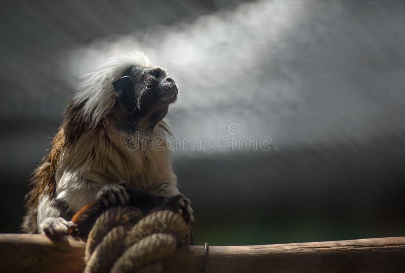 Portrait of a Cotton-top Tamarin Saguinus Oedipus a Critically ...