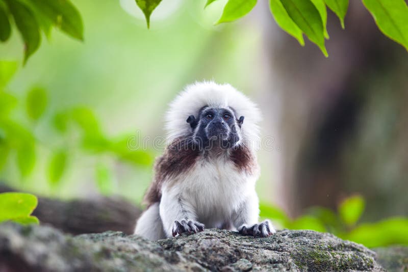 A Cotton-Top Tamarin Monkey on a Tree Brunch Stock Image - Image of ...