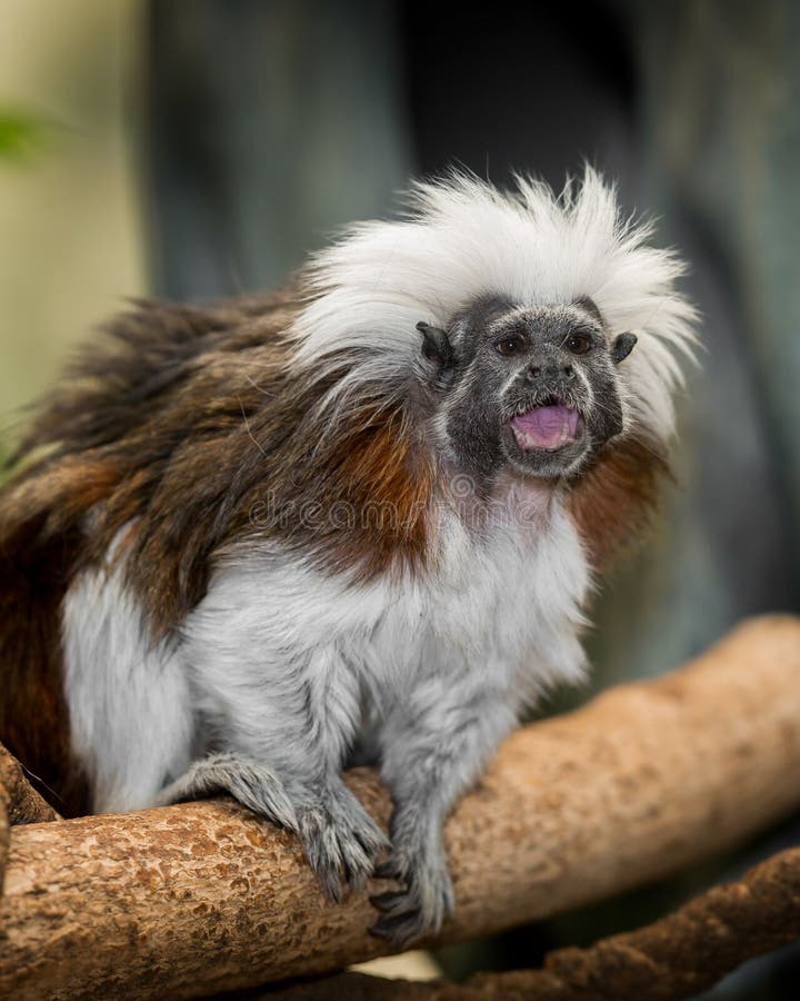 Cotton-top tamarin stock photo. Image of tree, animal - 30359888