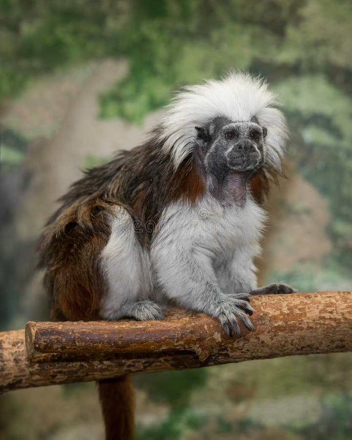 Cotton-top tamarin stock image. Image of male, wild, crest - 30359923