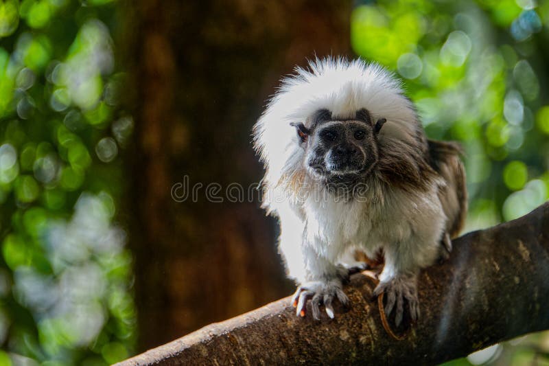 Cotton-top Tamarin Small Monkey on a Tree Trunk Stock Photo - Image of ...