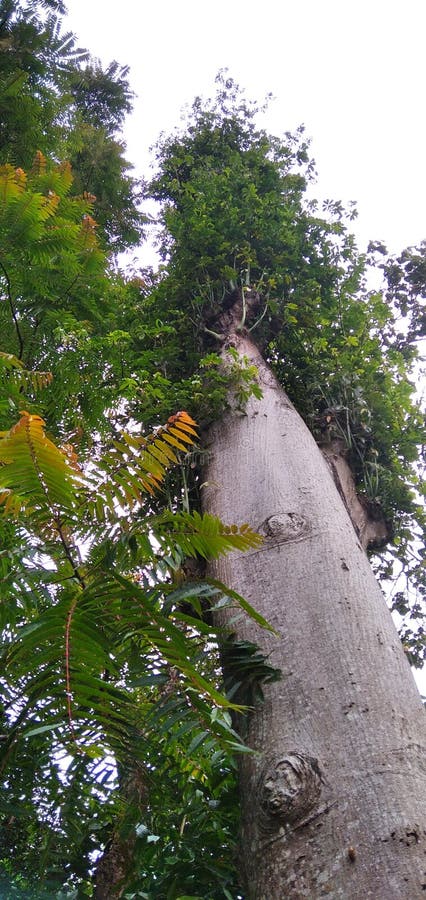 Cotton tree stock photo. Image of ceiba, forest, outside - 231687042