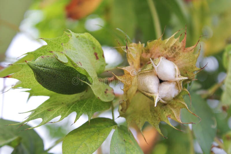 Cotton tree with leaf stock image. Image of tree, clean - 85146919