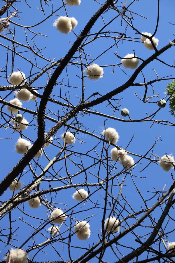 Cotton tree. stock photo. Image of flower, city, summer - 122491668