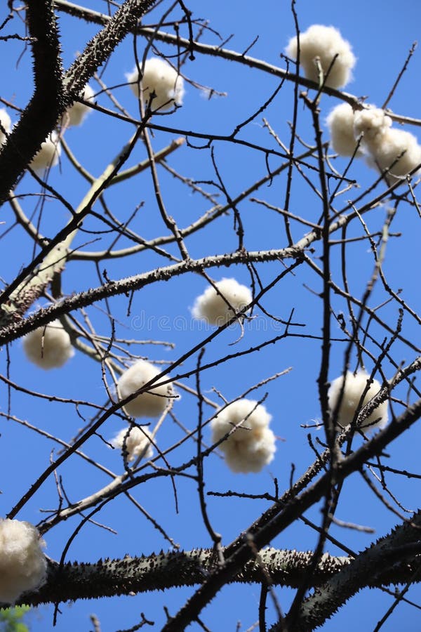 Cotton tree. stock image. Image of flower, cotton, mexico - 122491689