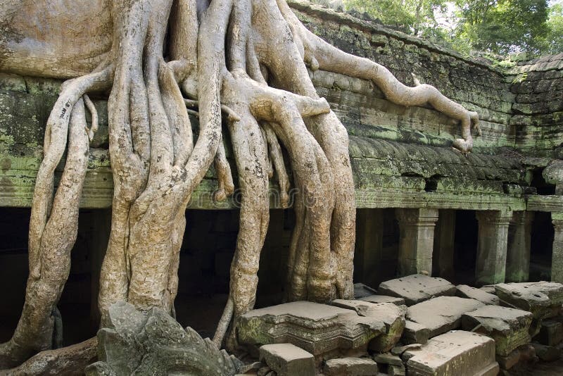 Cotton Tree Roots Covering Temple Ruin Stock Image - Image of buddhism ...