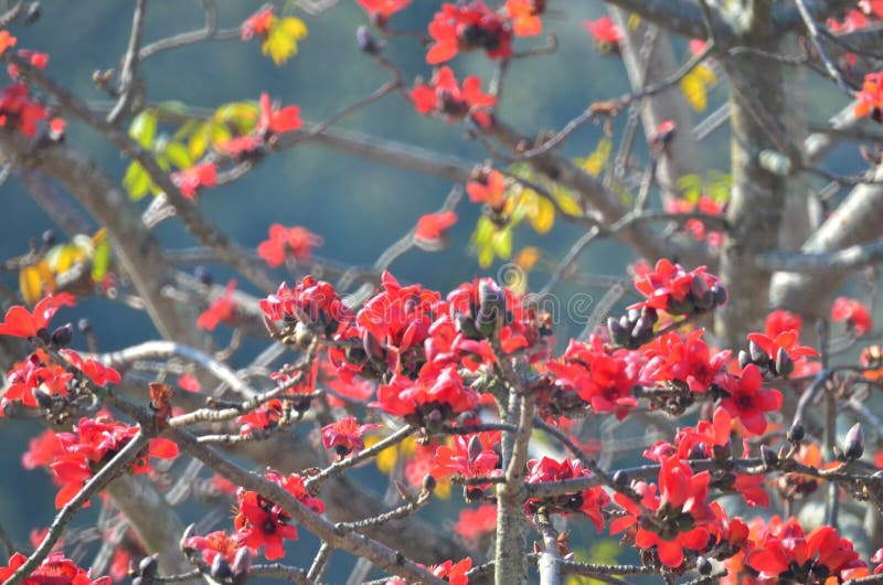 Cotton Tree Seen in HK with Flowers Which Bloom Stock Photo - Image of ...