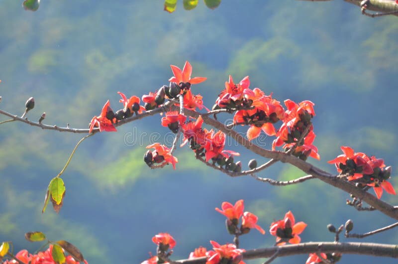Cotton Tree Seen in HK with Flowers Which Bloom Stock Photo - Image of ...