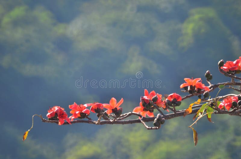 Cotton Tree Seen in HK with Flowers Which Bloom Stock Image - Image of ...
