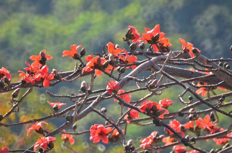 Cotton Tree Seen in HK with Flowers Which Bloom Stock Photo - Image of ...