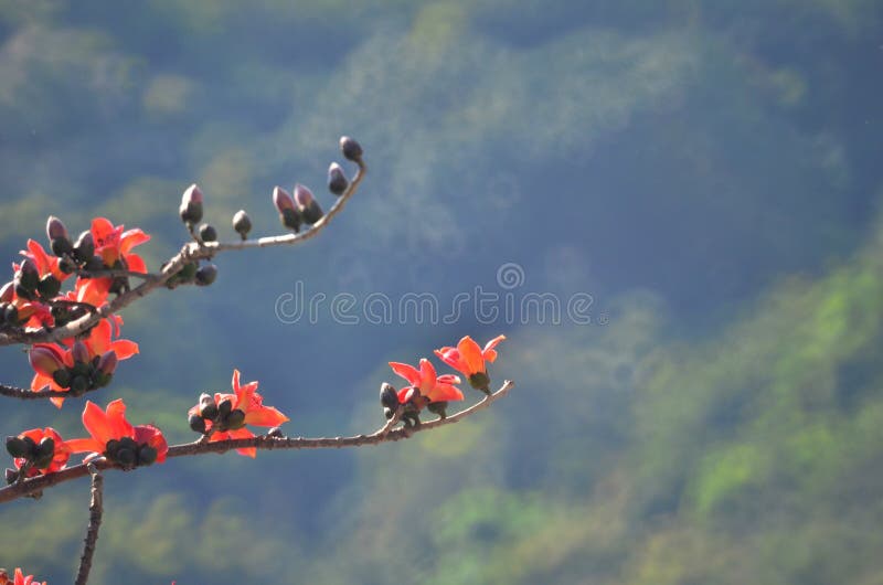 Cotton Tree Seen in HK with Flowers Which Bloom Stock Photo - Image of ...