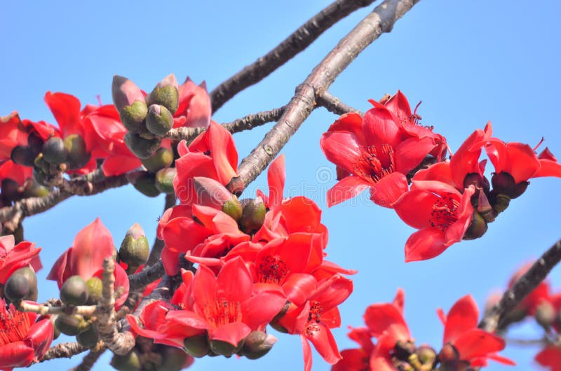 Cotton Tree Seen in HK with Flowers Which Bloom Stock Photo - Image of ...
