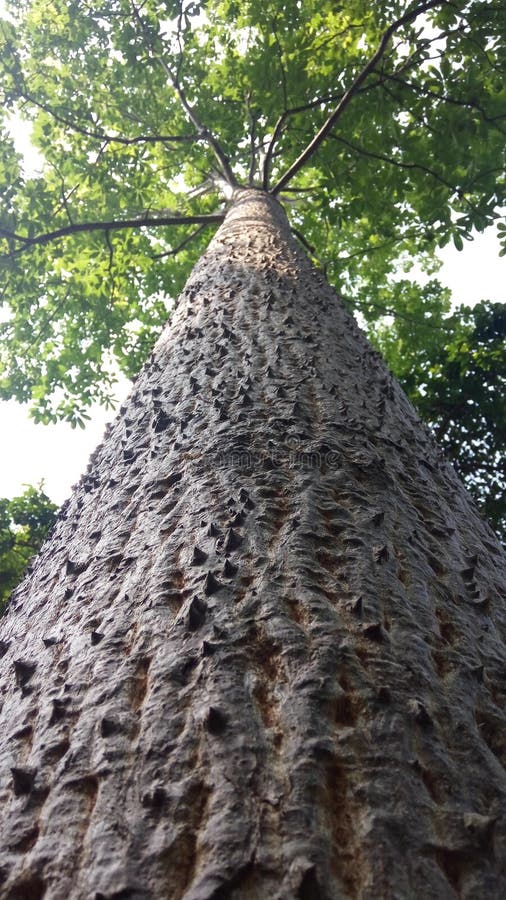 Cotton Tree stock photo. Image of tree, thorn, cotton - 72004242