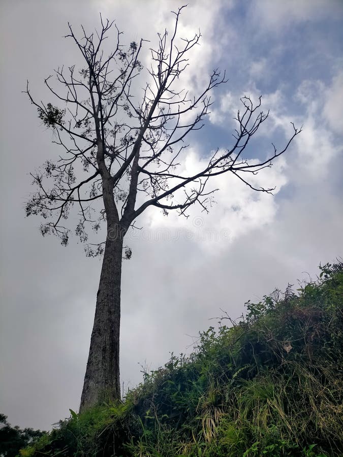 Cotton Trees Growing on Sloping Land Contours Stock Image - Image of ...