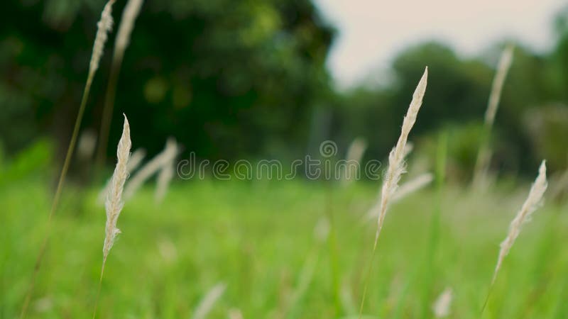 Cotton whool on meadow stock footage. Video of meadow - 328109738