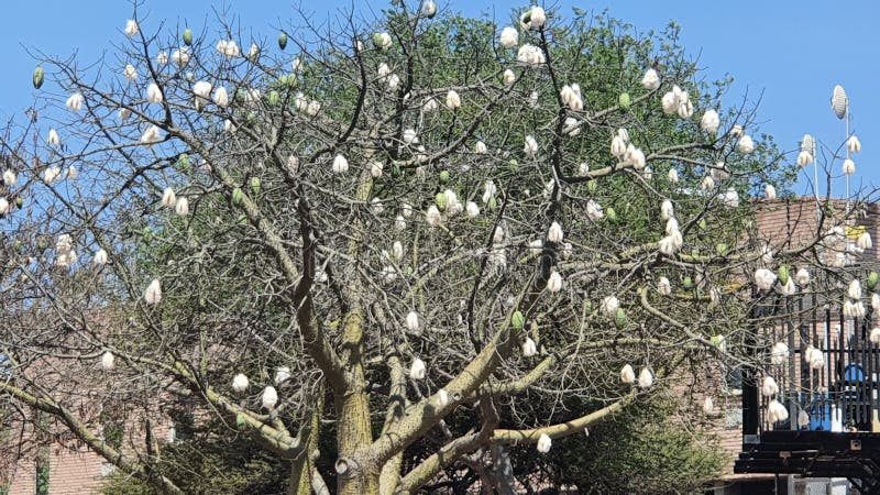 Cotton wool tree stock image. Image of cotton, afeica - 304447429
