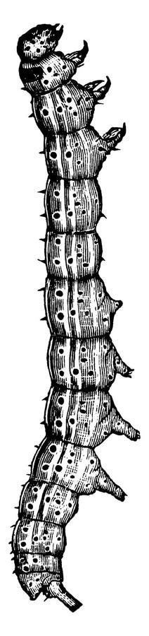 Cotton Worms, Vintage Illustration Stock Vector - Illustration of ...