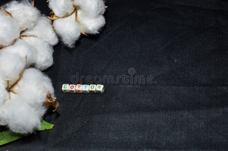 Cotton Written Text,cotton Text Stock Photo - Image of farm, fiber ...