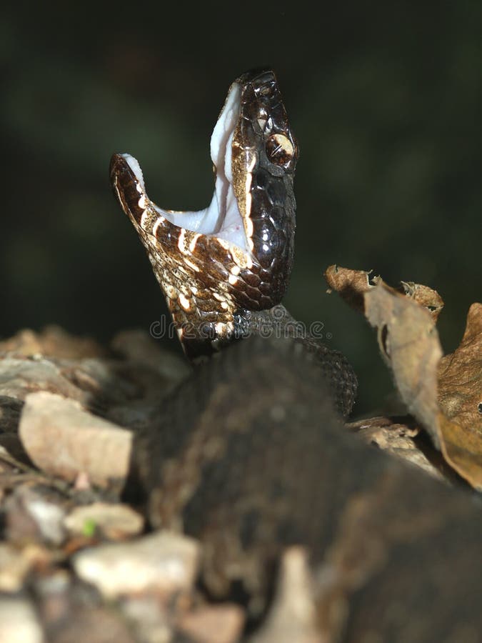 Cottonmouth (Agkistrodon Piscivorus) Stock Photo - Image of illinois ...