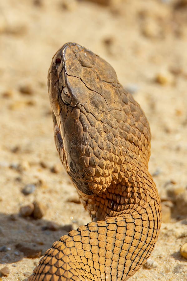 Cottonmouth Snake Image stock image. Image of amphibian - 270408223