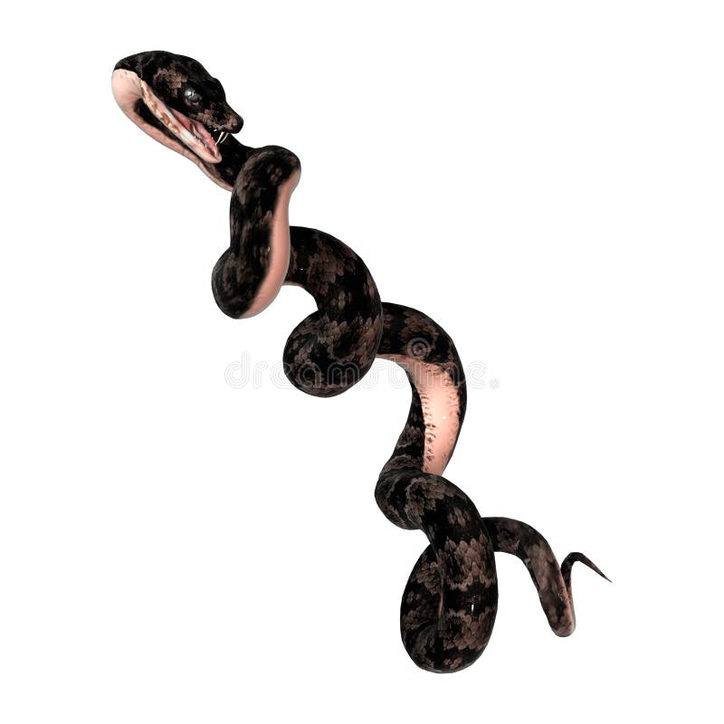 Cottonmouth Snake Stock Illustrations – 63 Cottonmouth Snake Stock ...