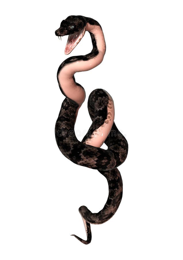 Cottonmouth Snake Stock Illustrations – 63 Cottonmouth Snake Stock ...