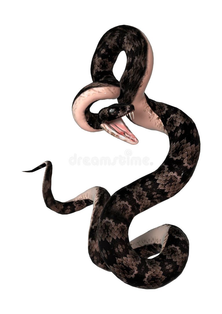 Cottonmouth Snake Stock Illustrations – 79 Cottonmouth Snake Stock ...